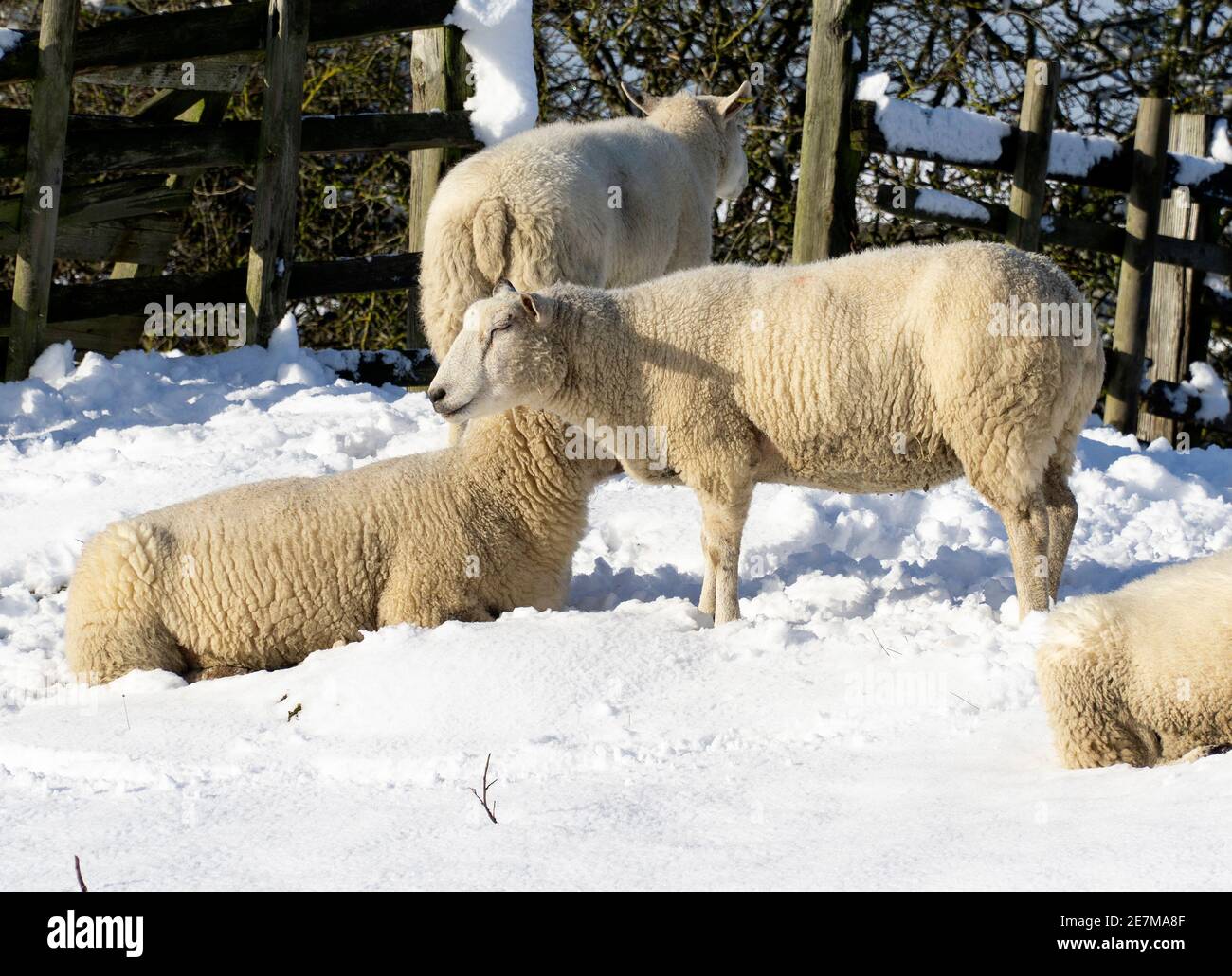 Small flock of sheep resting in a snowy field Stock Photo - Alamy
