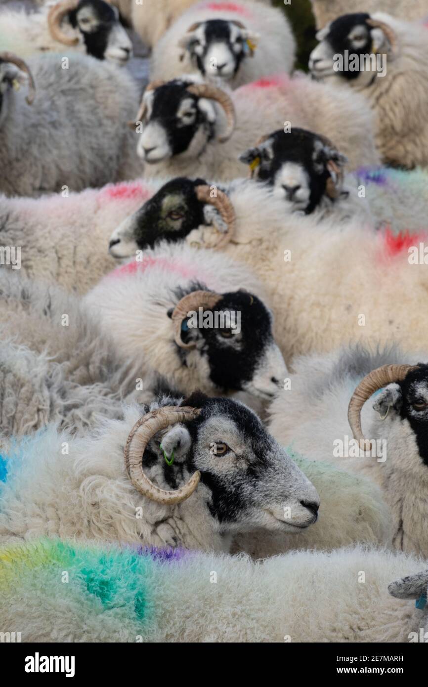 A flock of Swaledale ewes with colourful wool markings Stock Photo - Alamy
