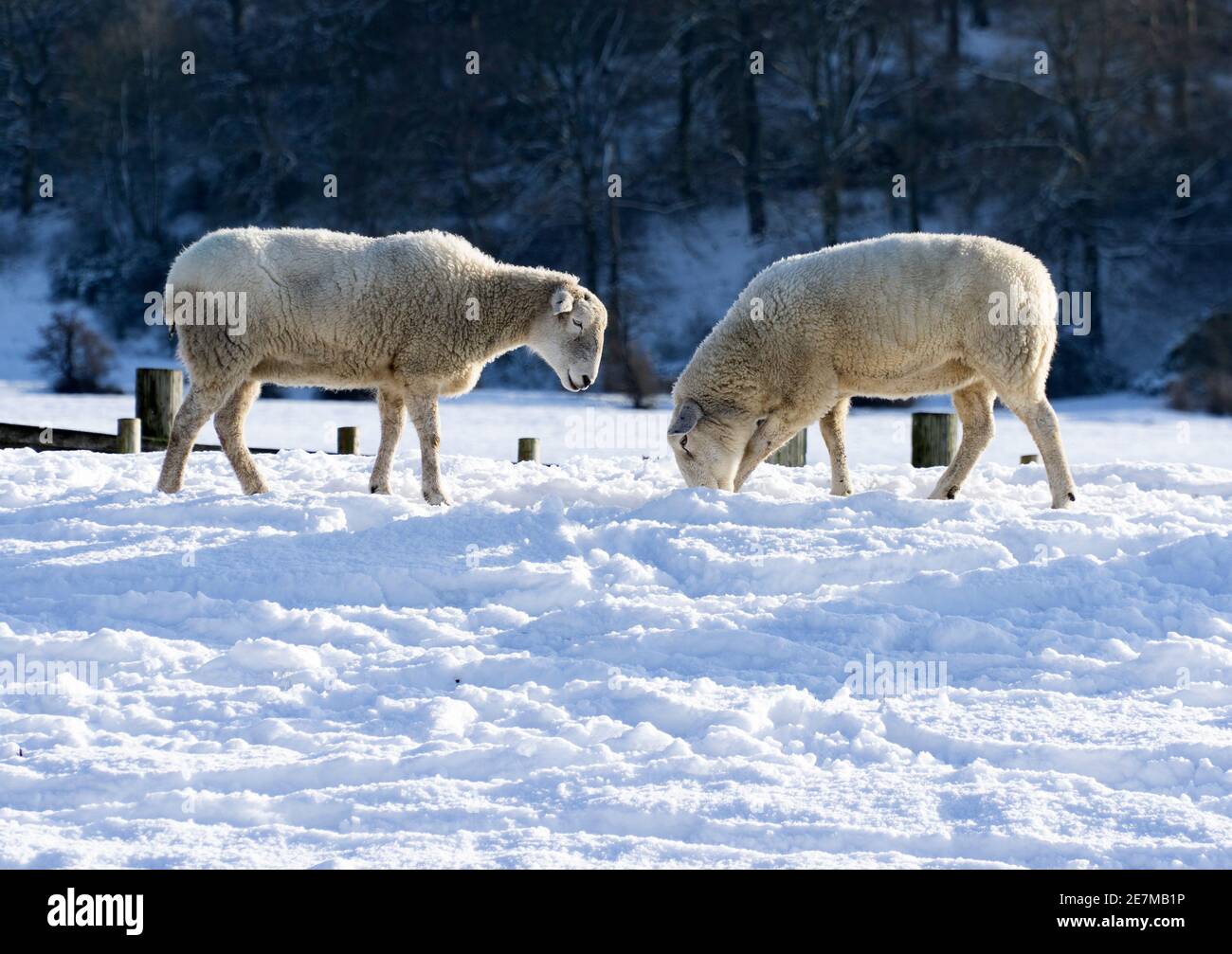 Social winter weather snow farm animals sheep hi-res stock photography ...