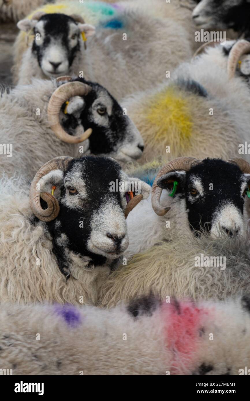 Sheep markings flock wool hi-res stock photography and images - Alamy
