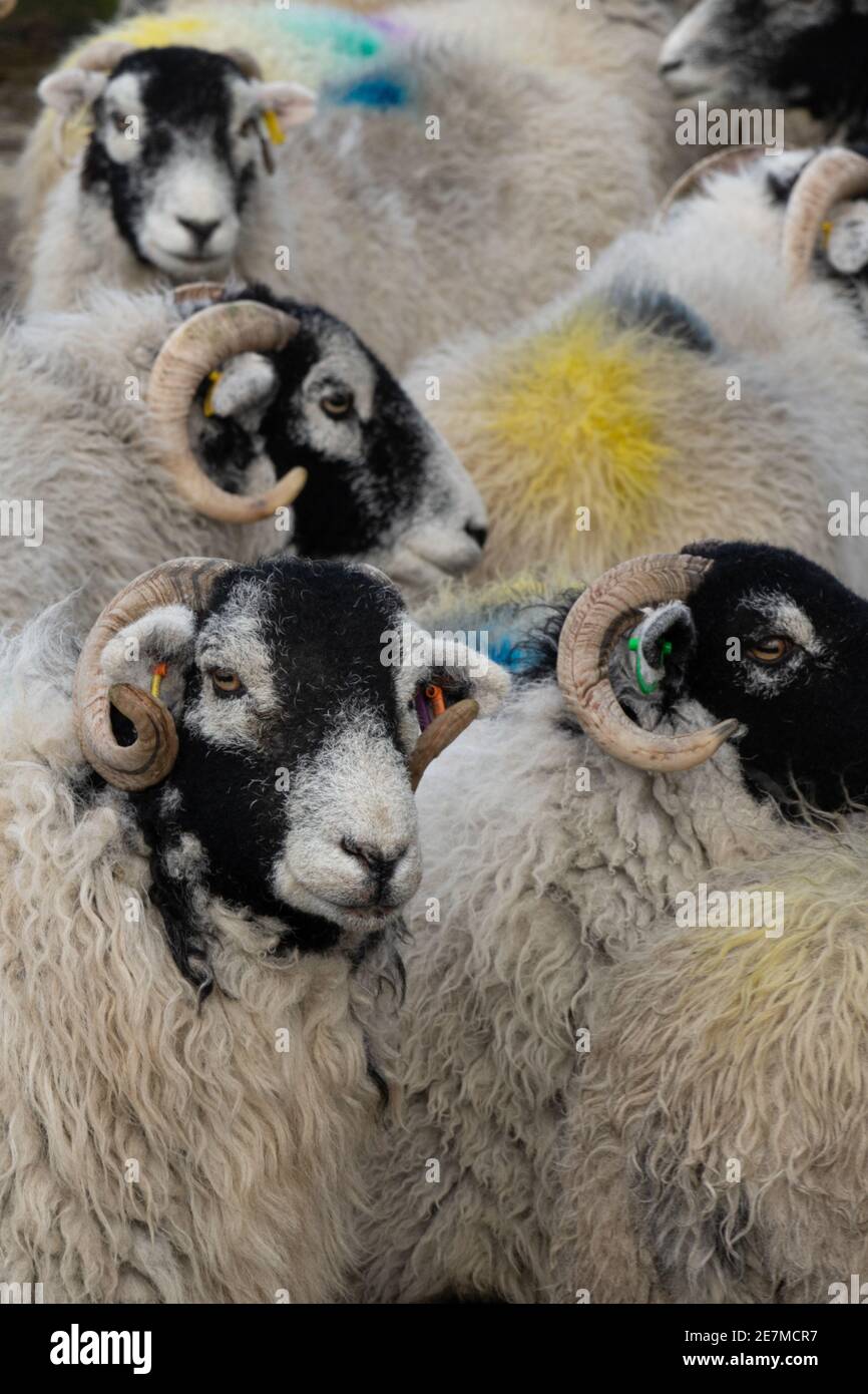 Swaledal ewes hi-res stock photography and images - Alamy