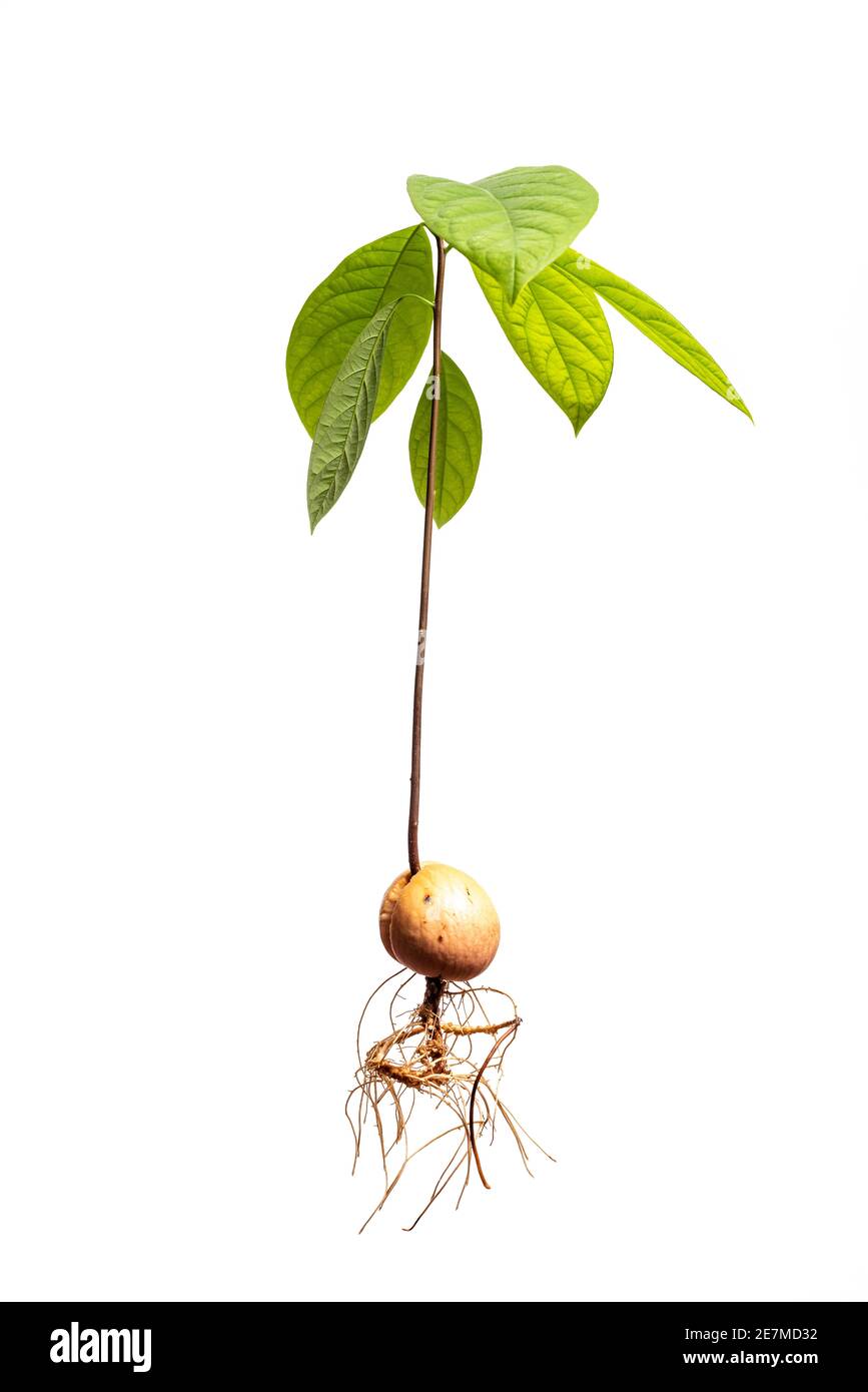 Avocado roots hi-res stock photography and images - Alamy