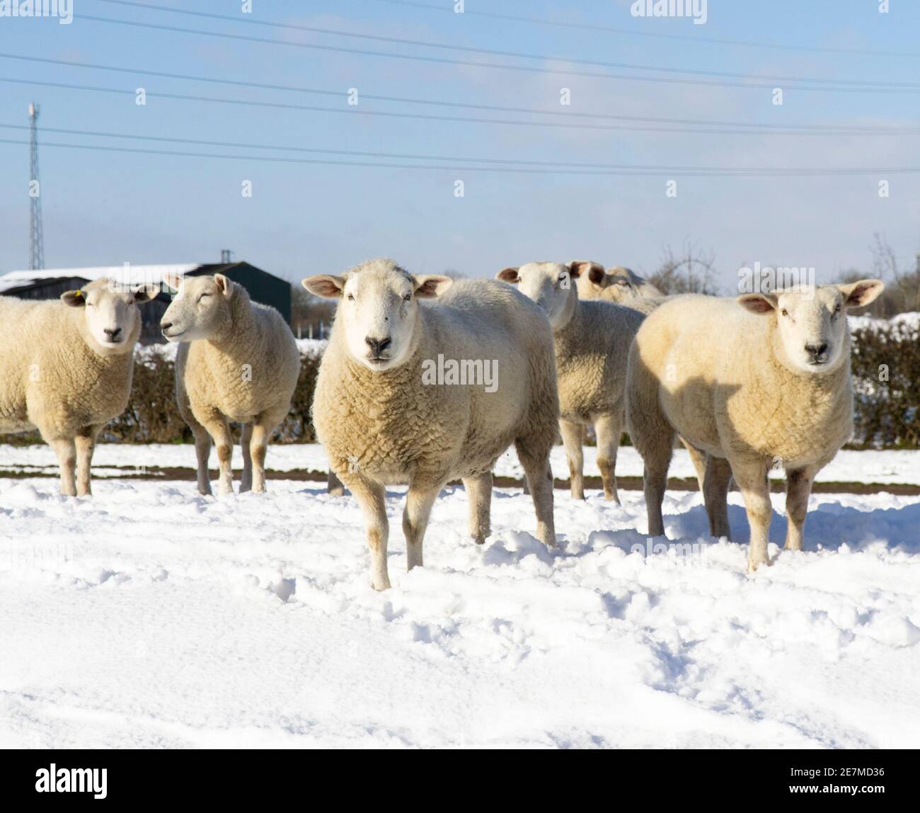 Small flock of sheep in winter Stock Photo - Alamy