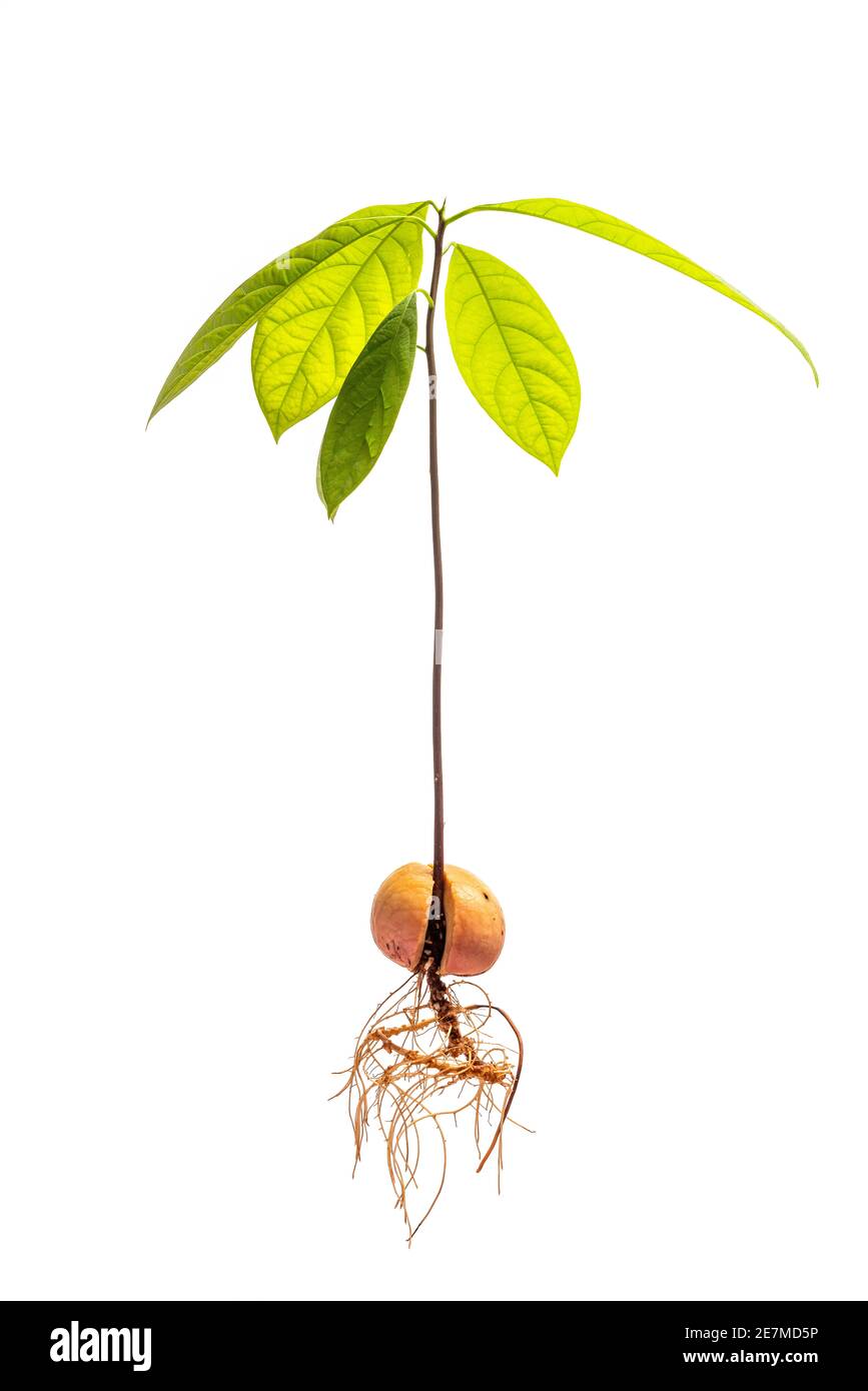 Avocado roots hi-res stock photography and images - Alamy