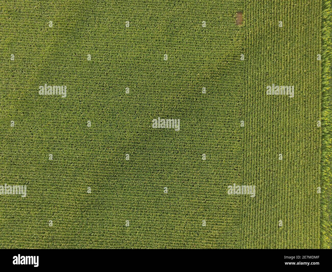 Cornfield in late summer, vertical perspective Stock Photo - Alamy