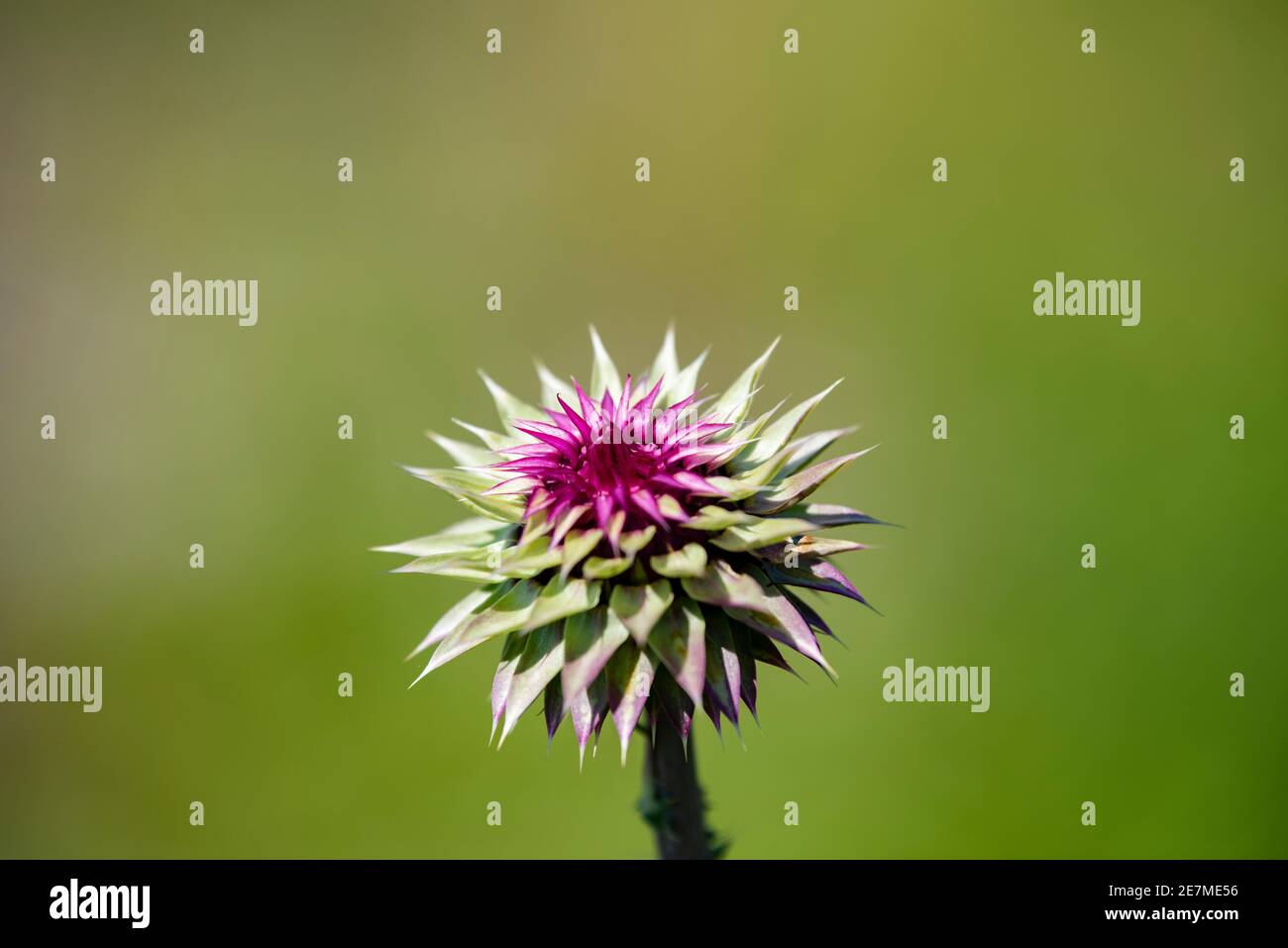 Milk thistle has red to purple flowers and shiny pale green leaves with ...