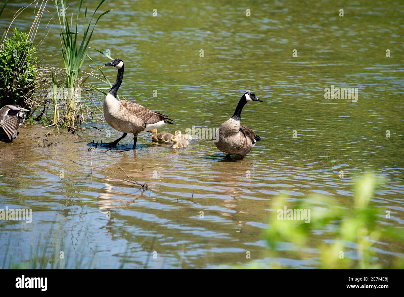 Canadian goose webbed feet hi-res stock photography and images - Alamy