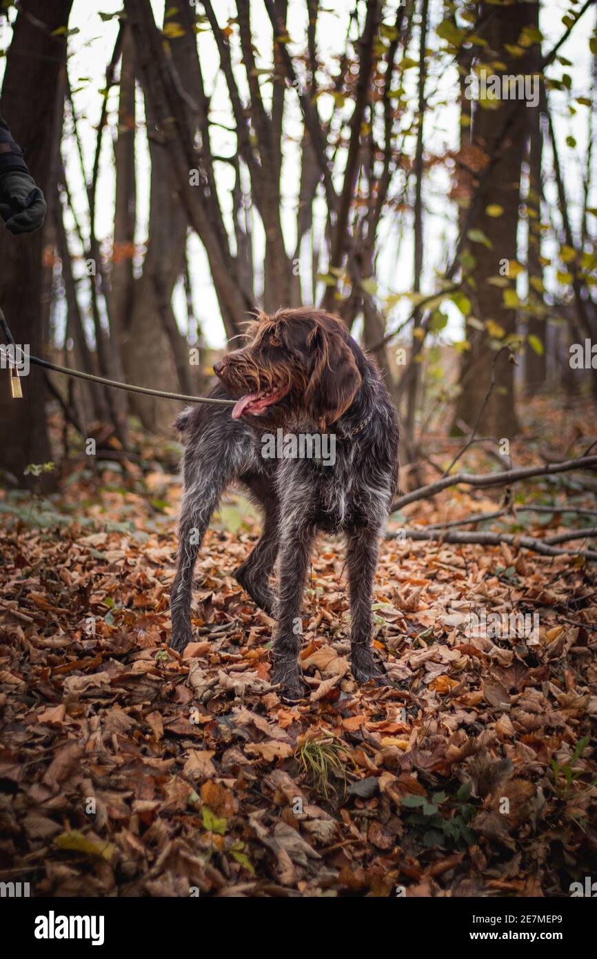 Bohemian wirehaired pointing griffon hi-res stock photography and ...