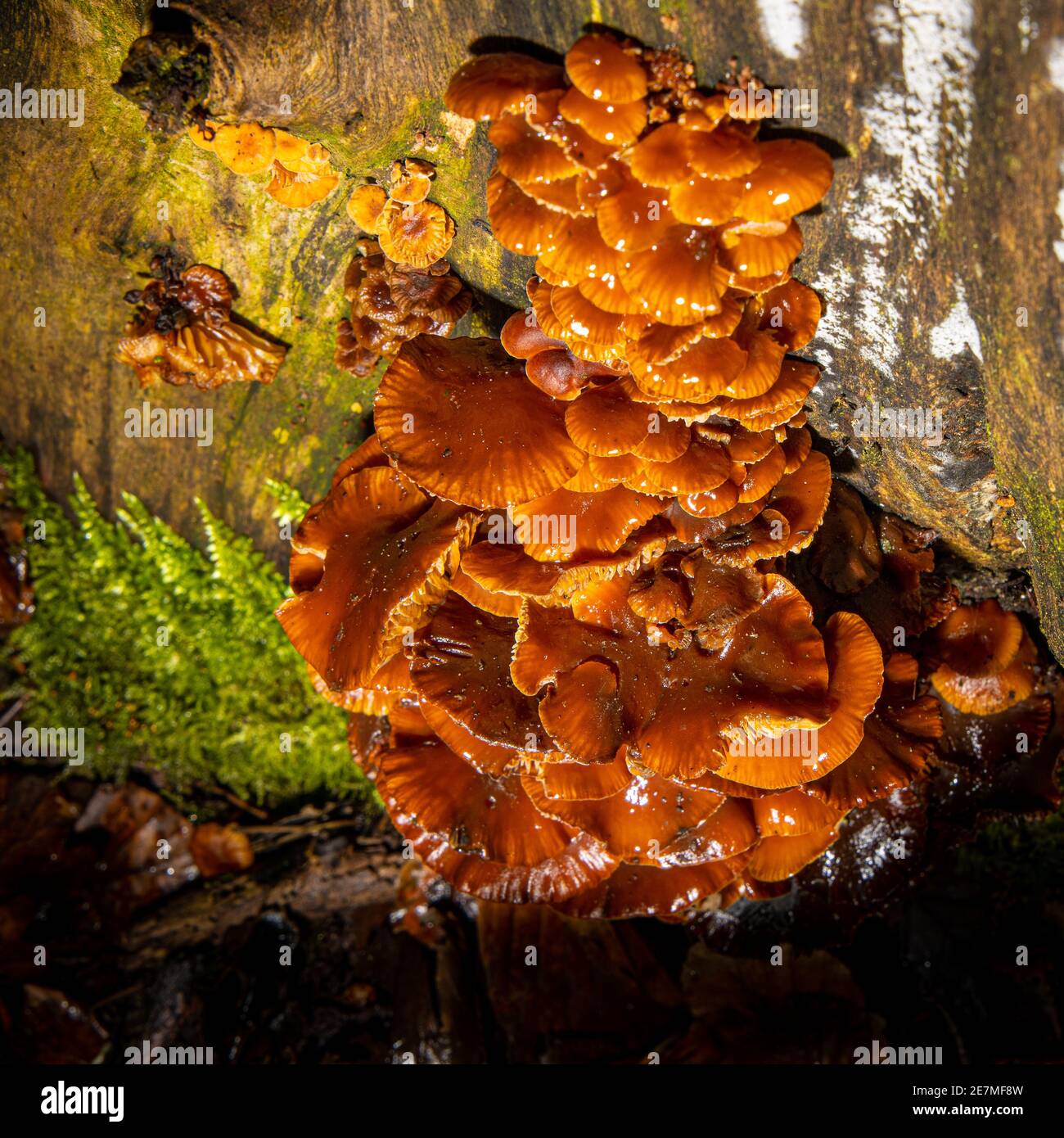 Woodland tree fungi Stock Photo - Alamy