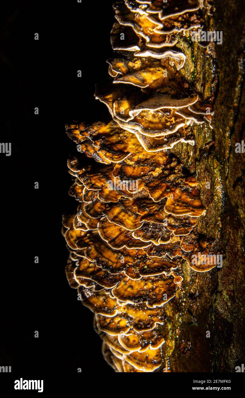 Woodland tree fungi Stock Photo - Alamy