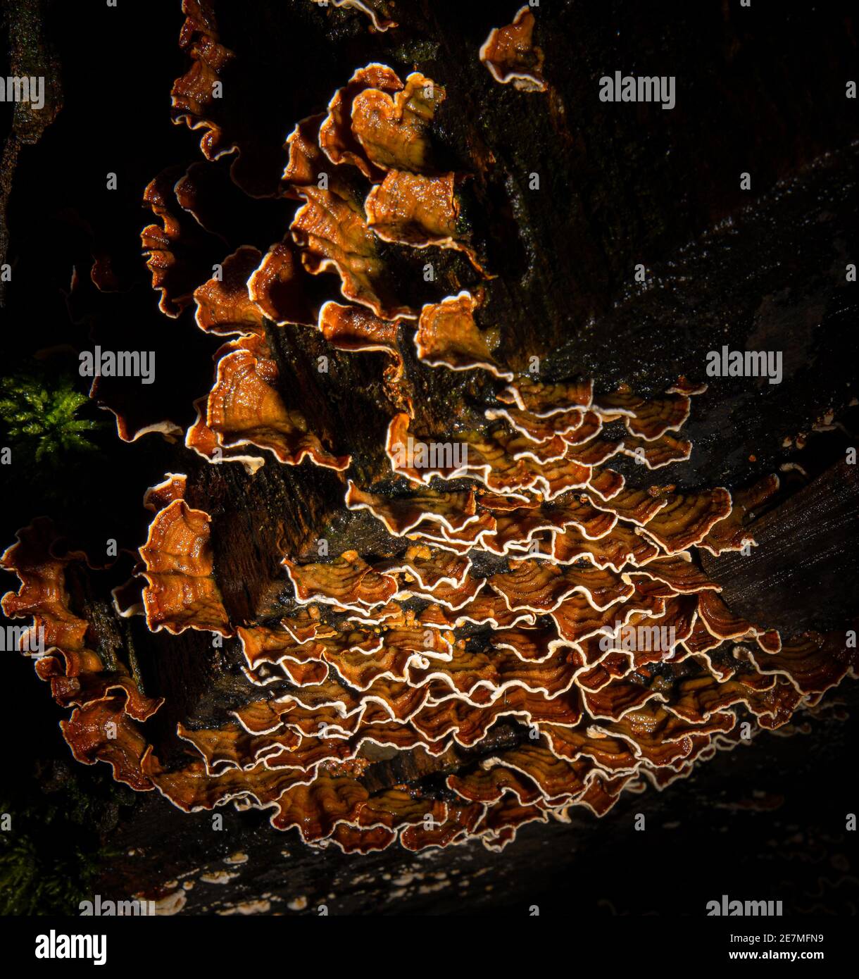 Woodland tree fungi Stock Photo - Alamy