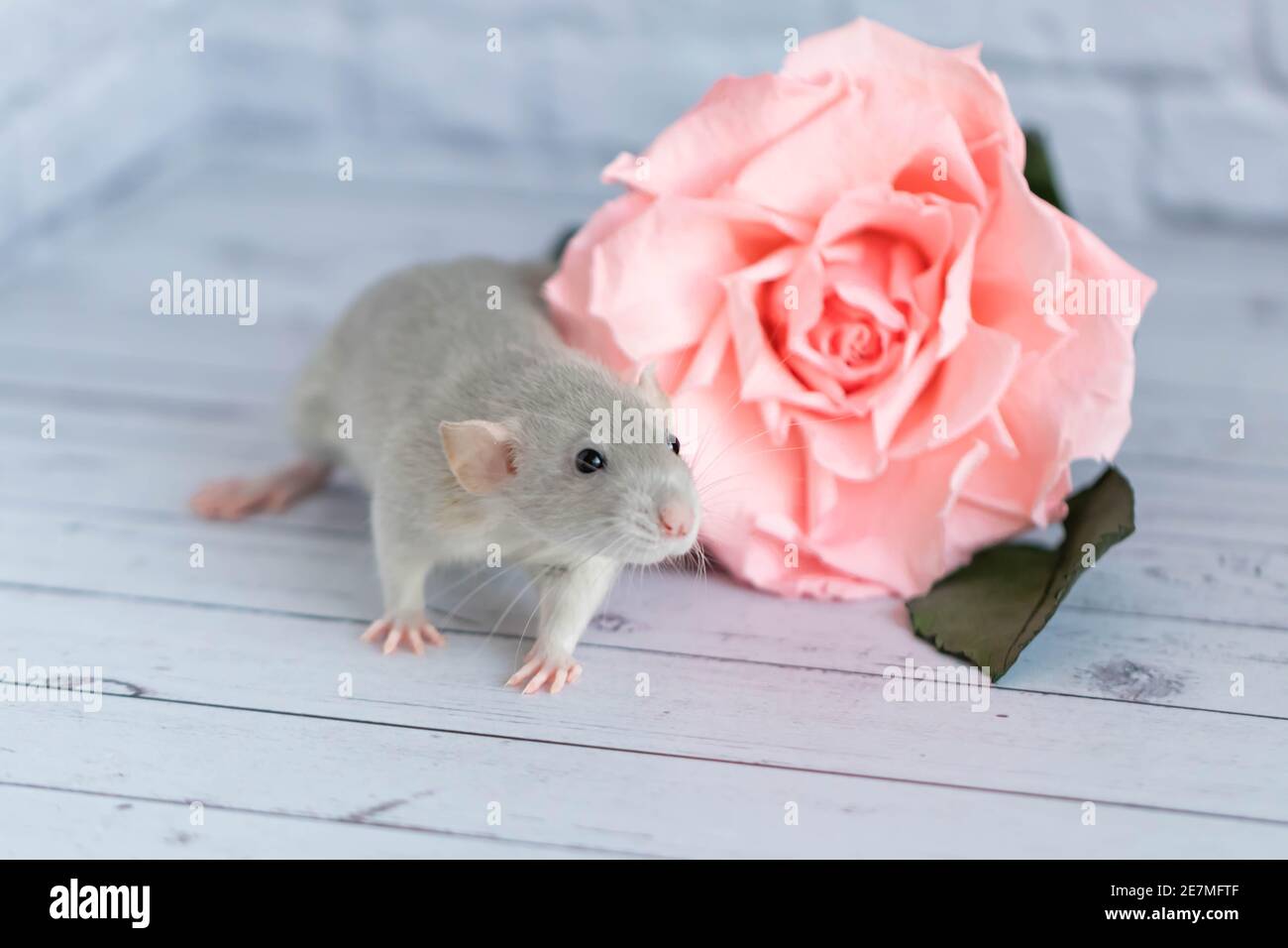 Decorative cute grey rat sits next to a rose flower. On the background ...
