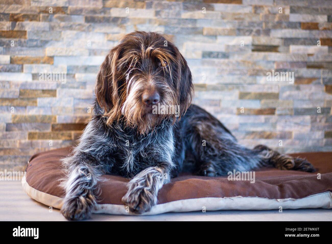 Portrait of hunting dog with noble expression sitting like sphinx on ...