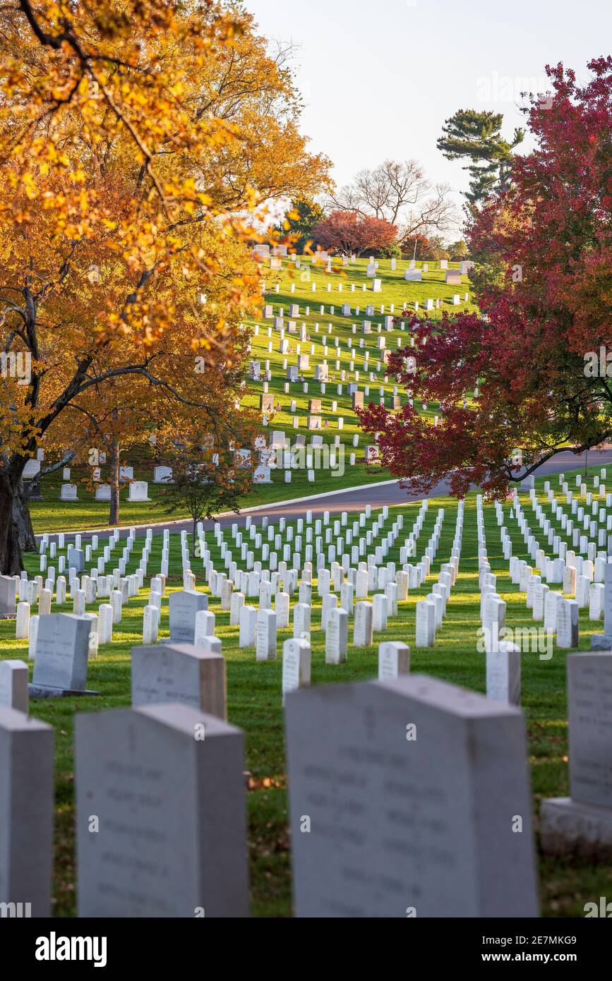 Red, orange and gold maple trees add peak fall color to the neat rows ...
