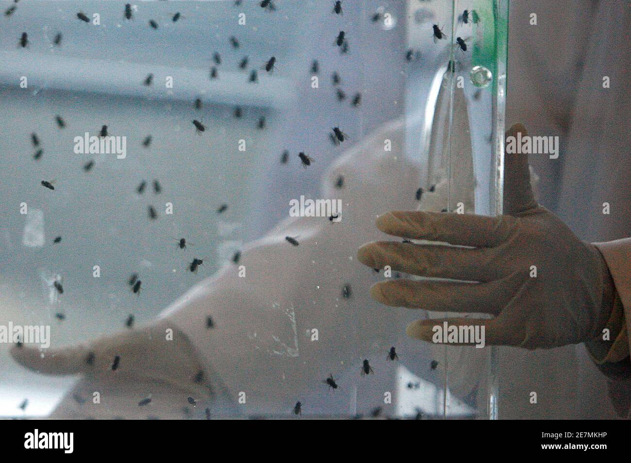 Maggot medicine hi-res stock photography and images - Alamy