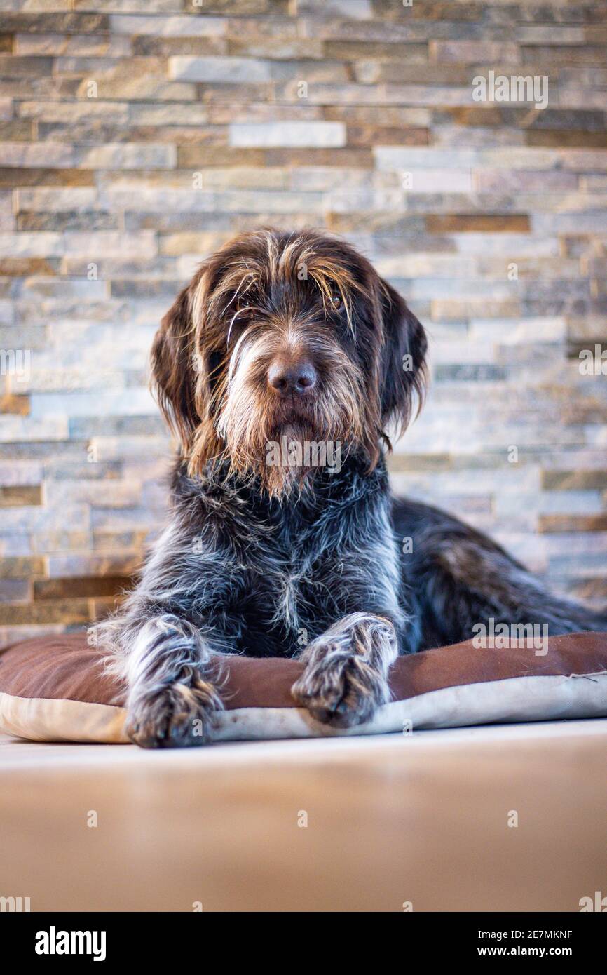 Lair hunting hi-res stock photography and images - Alamy