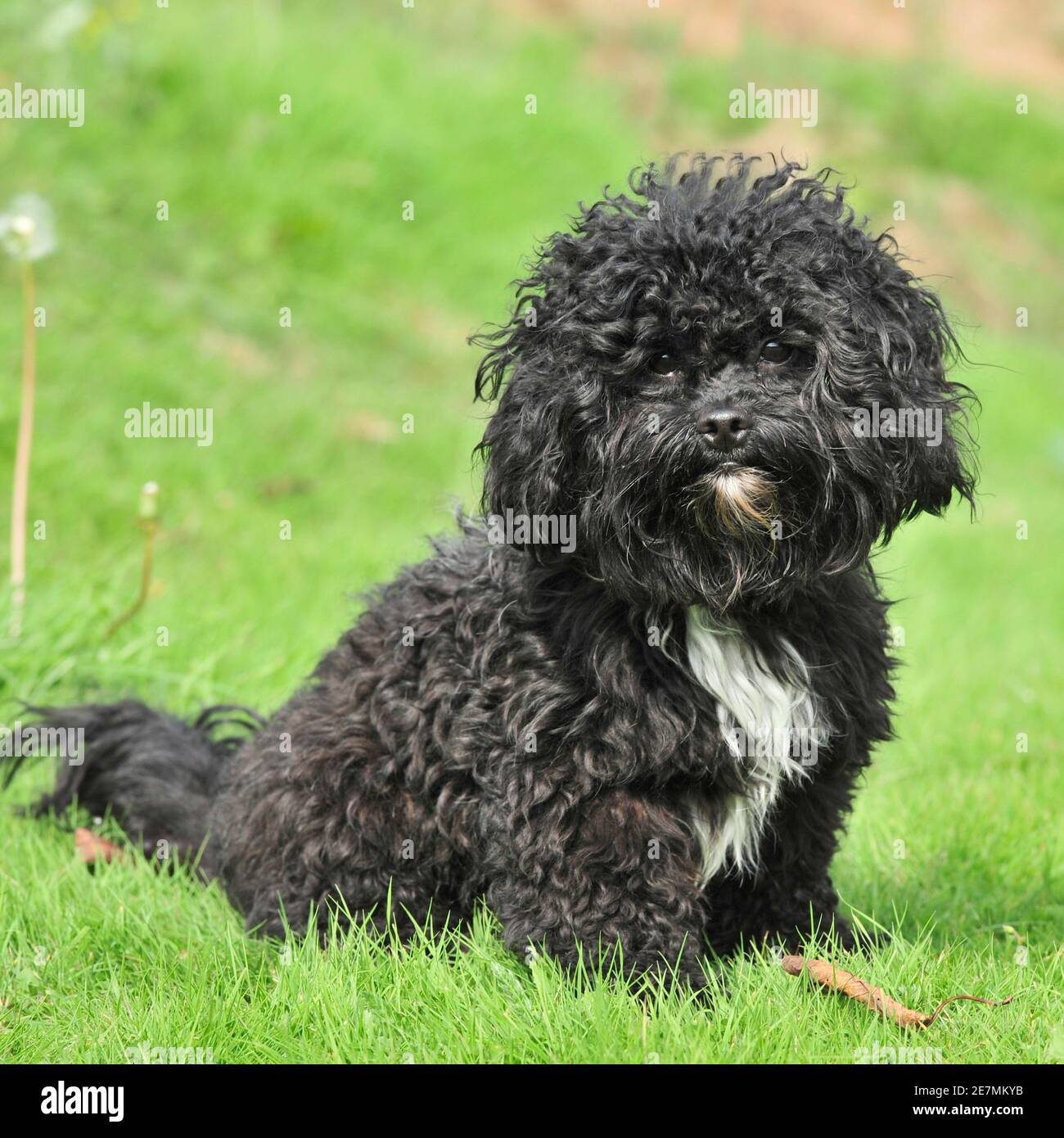 Happy Scruffy Dog High Resolution Stock Photography and Images - Alamy