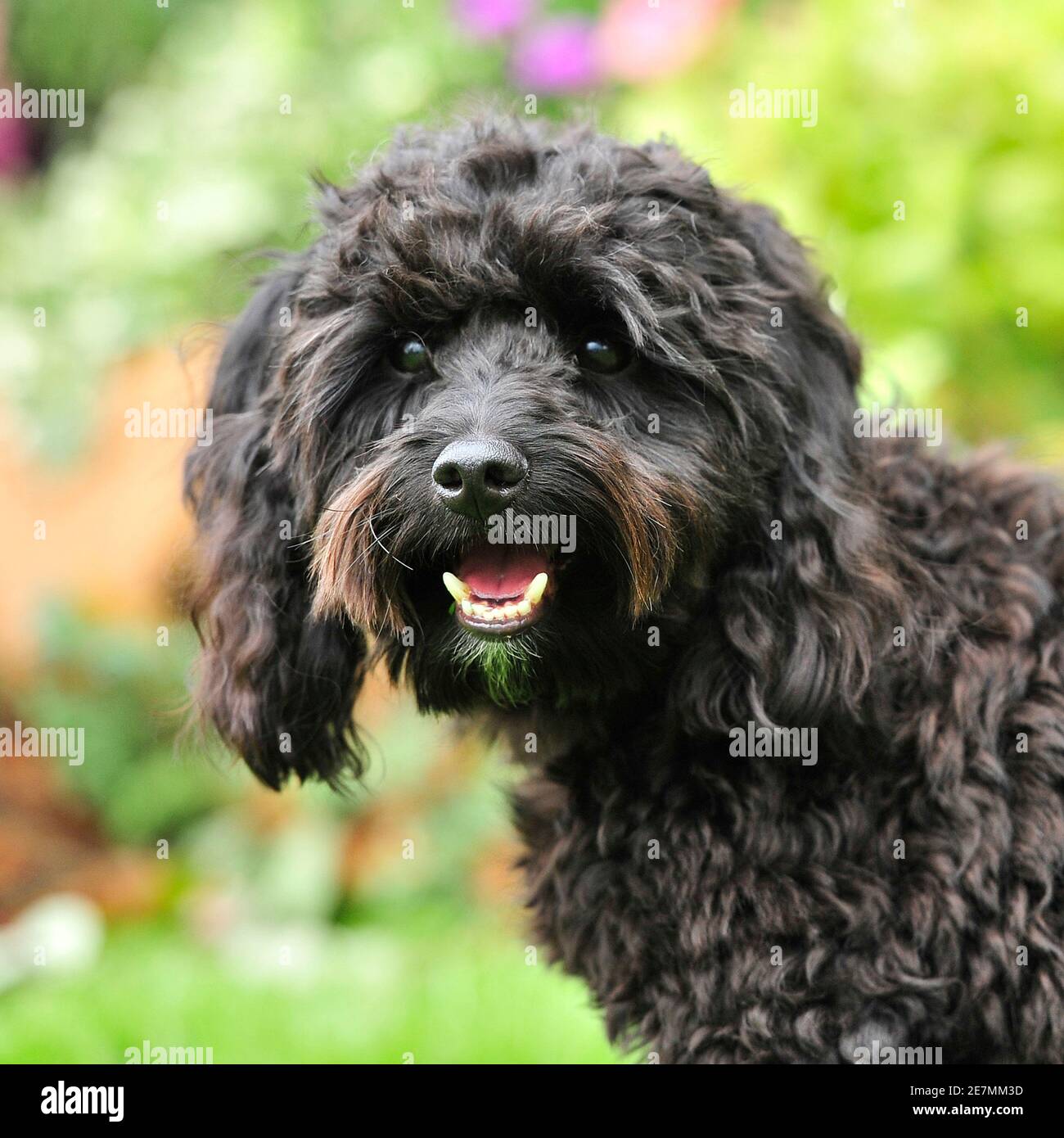 cockapoo hybrid dog Stock Photo - Alamy