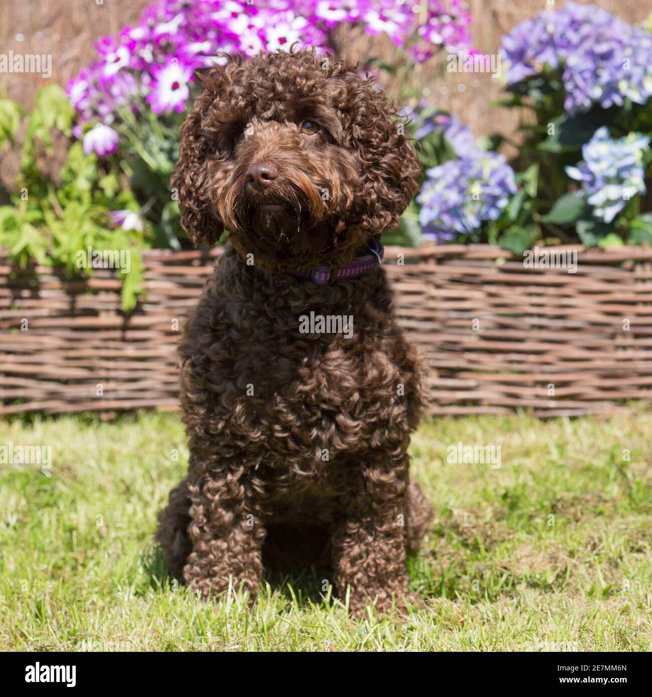 cockapoo hybrid dog Stock Photo - Alamy
