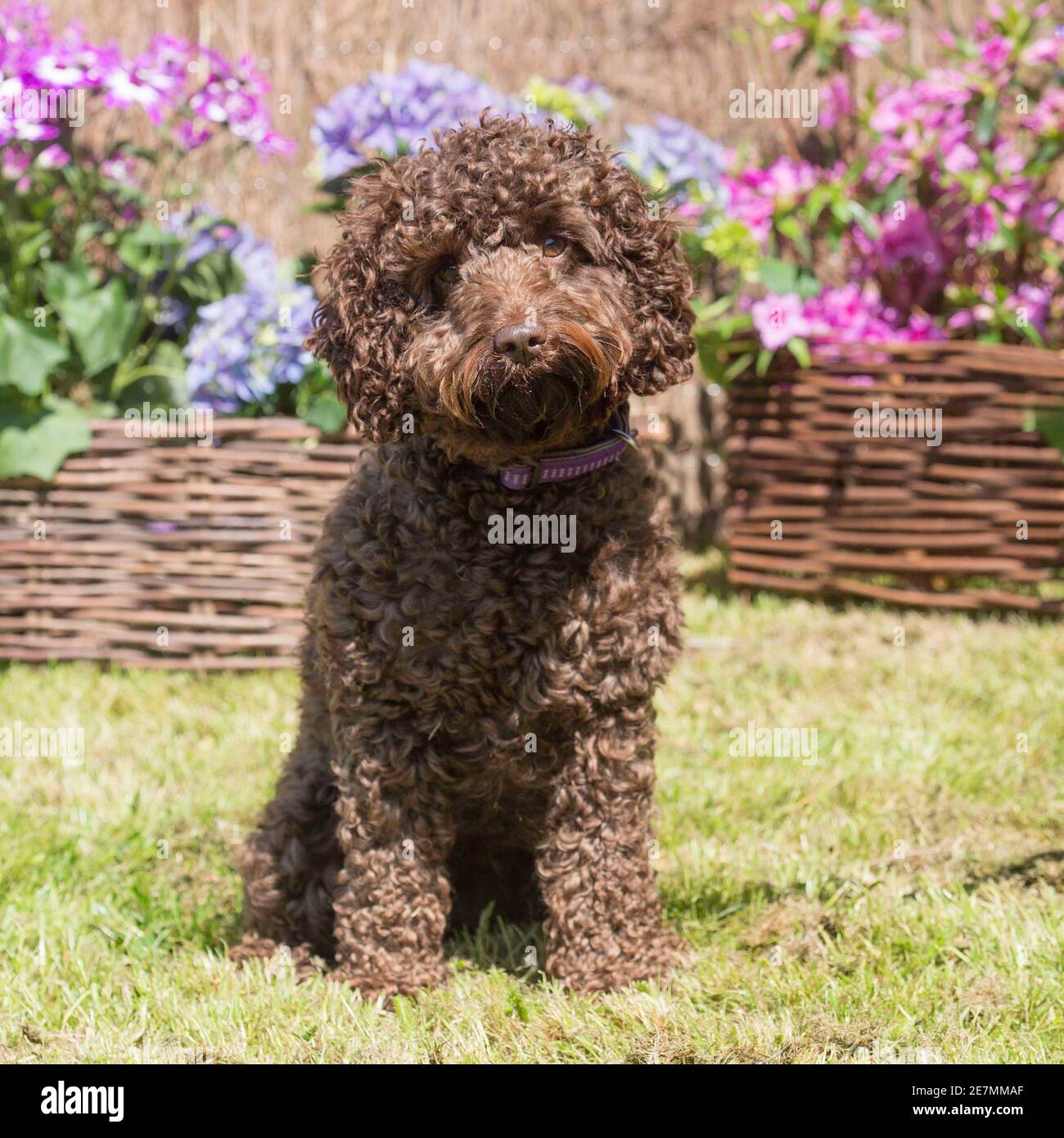 Happy Scruffy Dog High Resolution Stock Photography and Images - Alamy