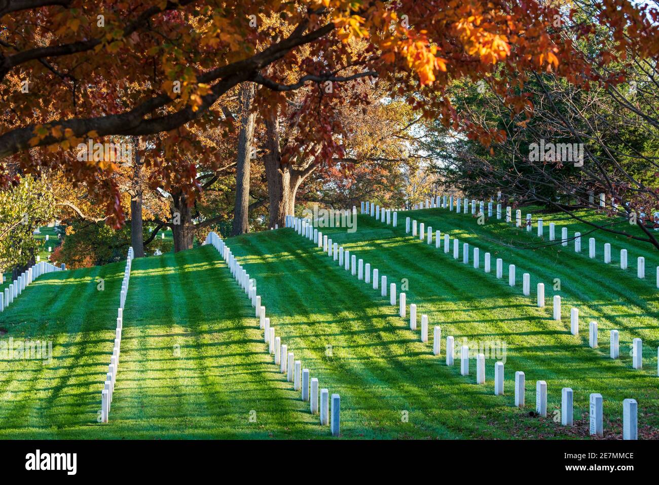 Red, orange and gold maple trees add peak fall color to the neat rows ...