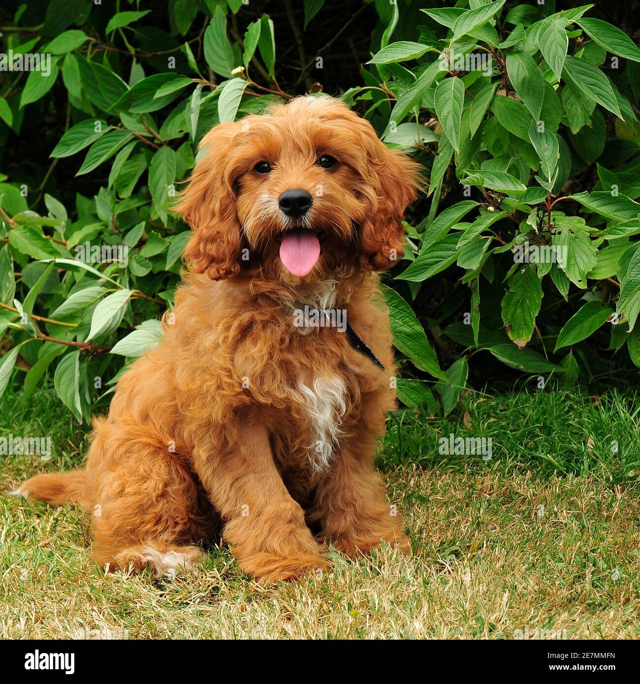 Happy Scruffy Dog High Resolution Stock Photography and Images - Alamy
