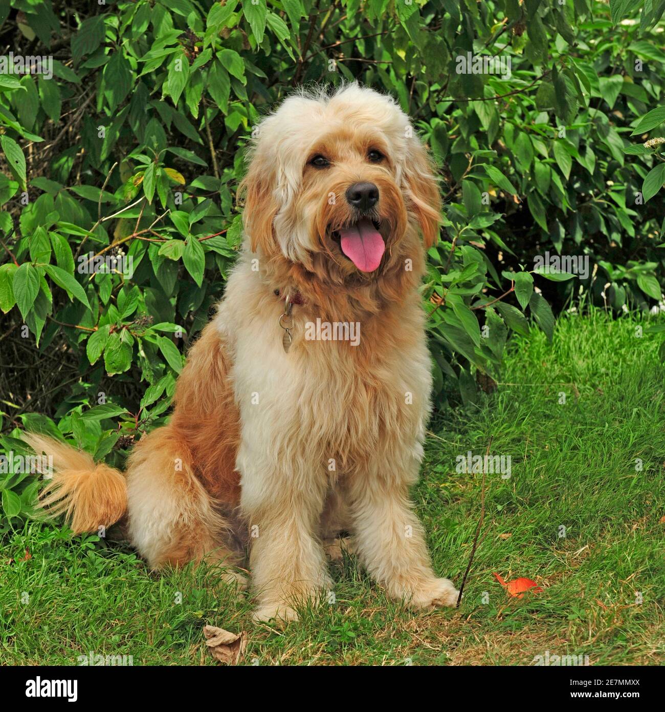 cockapoo hybrid dog Stock Photo - Alamy