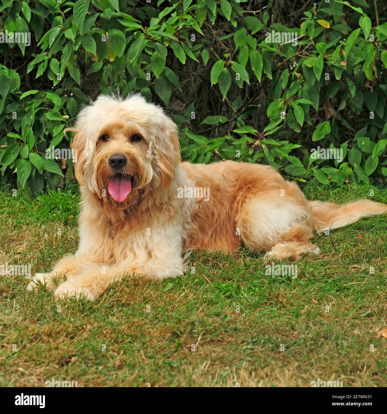 cockapoo hybrid dog Stock Photo - Alamy