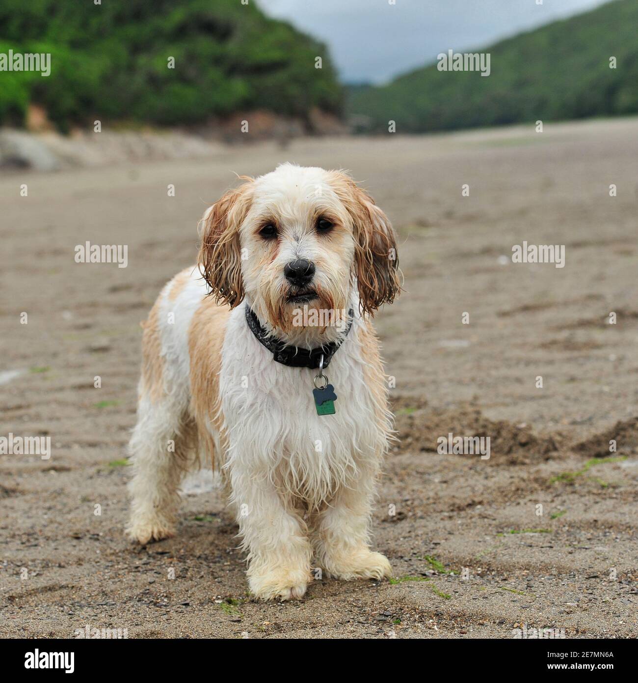 cockapoo hybrid dog Stock Photo - Alamy