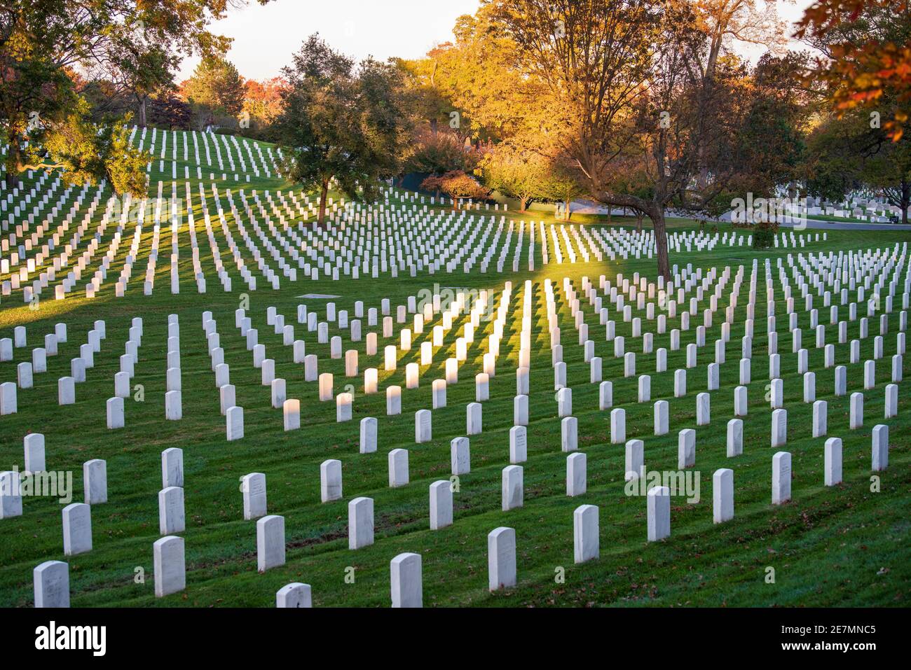 Red, orange and gold maple trees add peak fall color to the neat rows ...