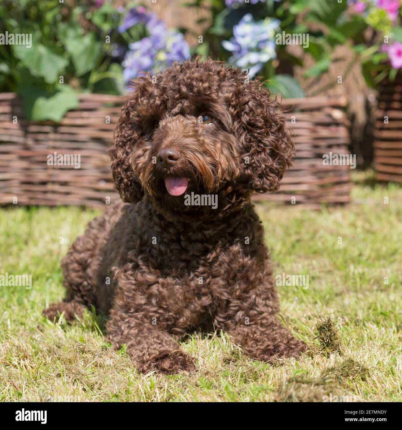 cockapoo hybrid dog Stock Photo - Alamy