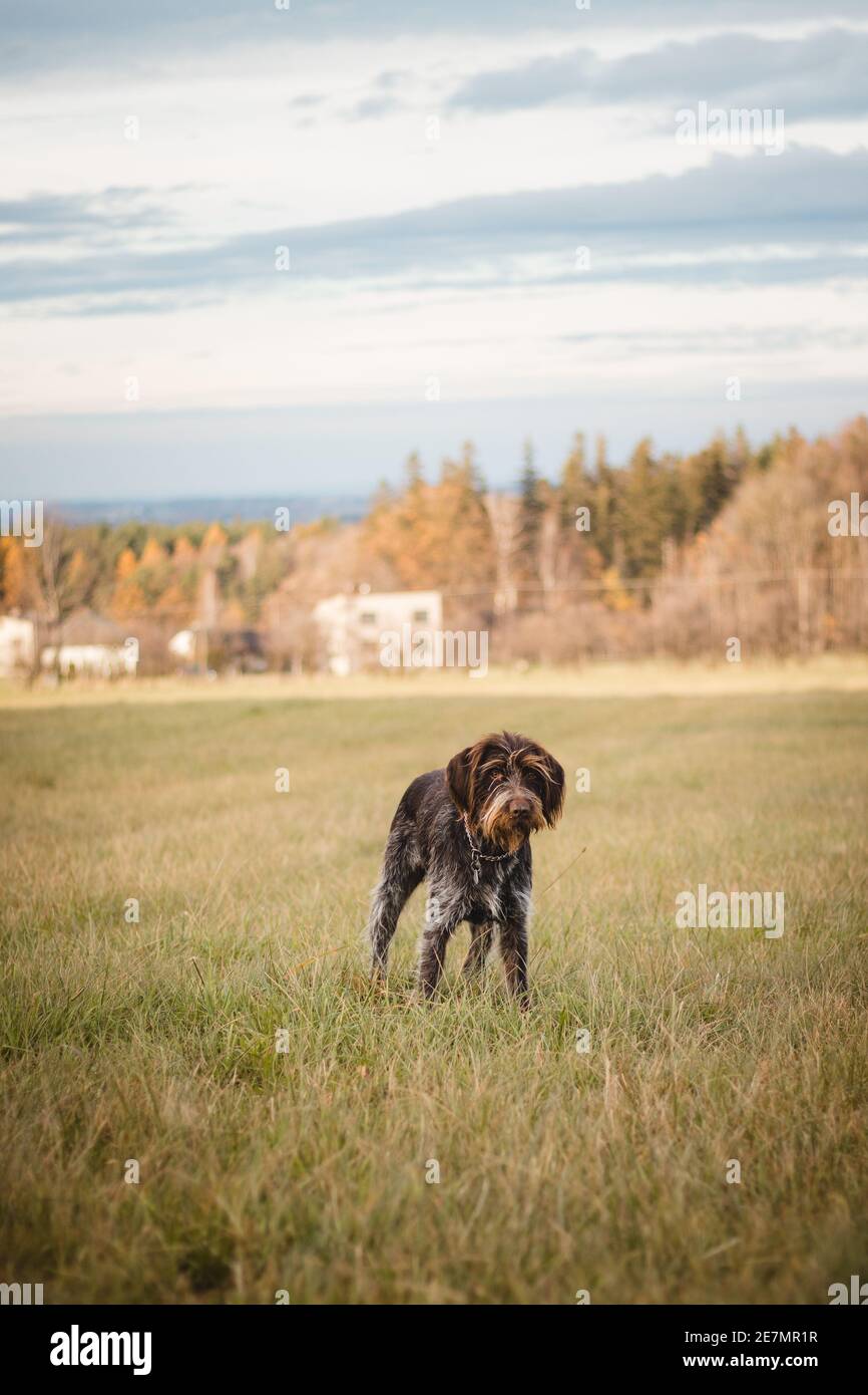 Portrait of a man's most faithful friend, a dog of the Czech breed ...