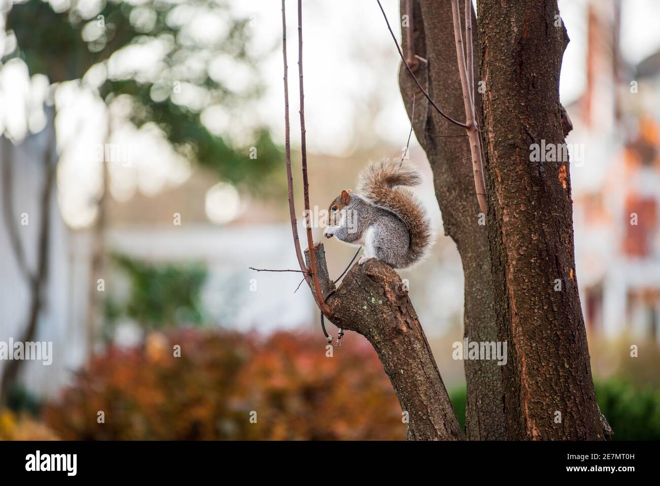 Squirrel in autumn foliage hi-res stock photography and images - Alamy