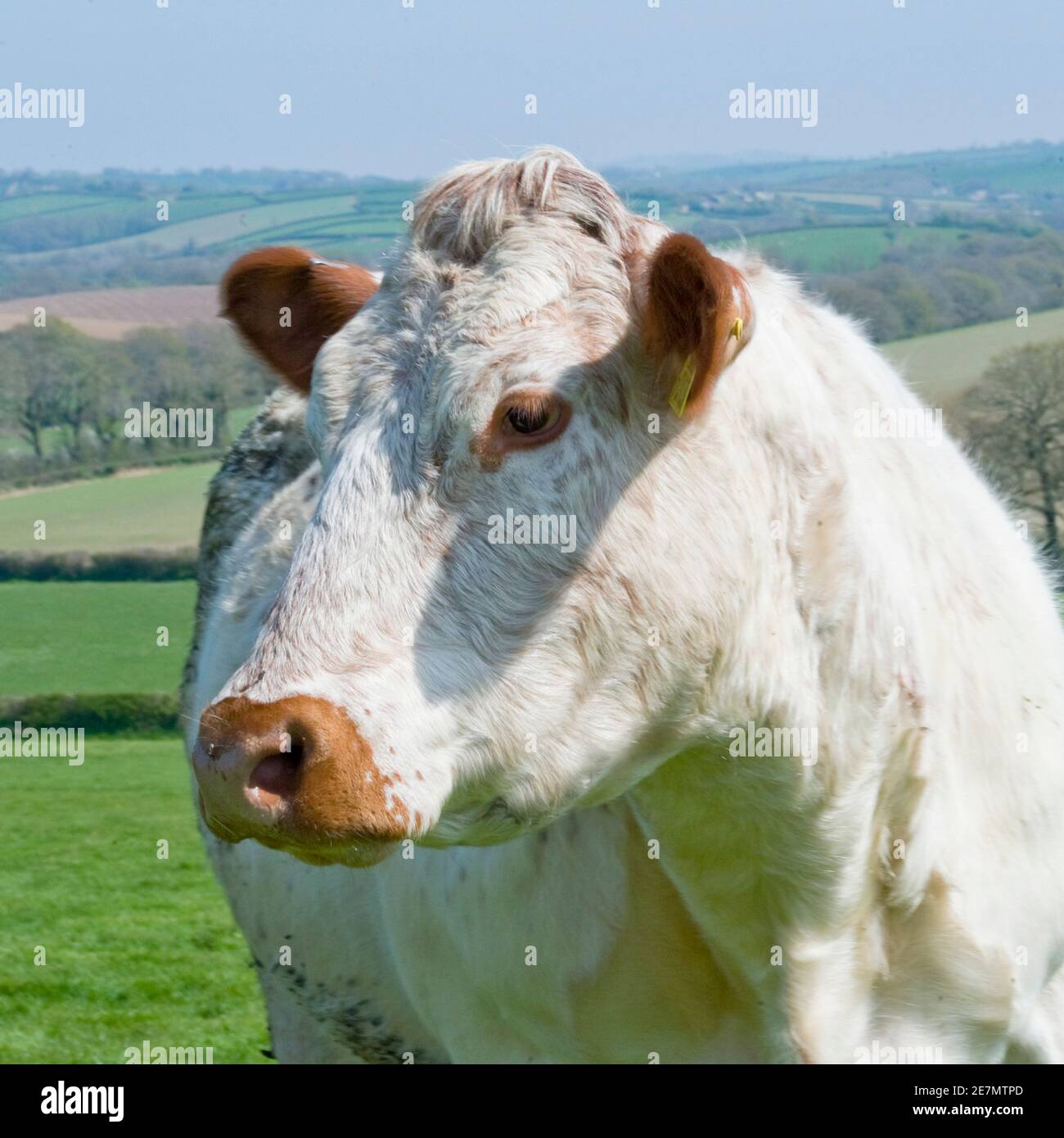 white beef cow Stock Photo - Alamy