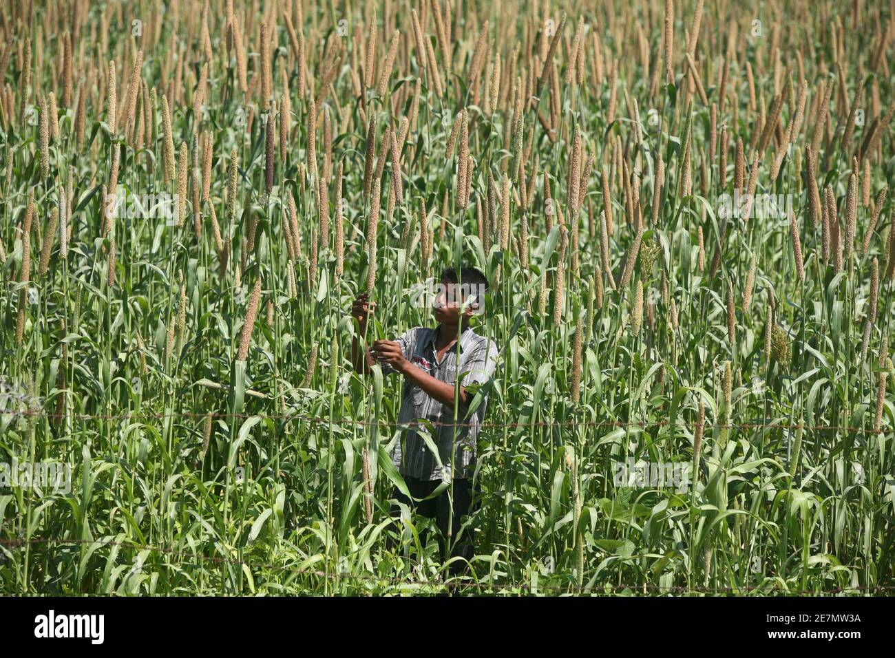 Millet india business hi-res stock photography and images - Alamy