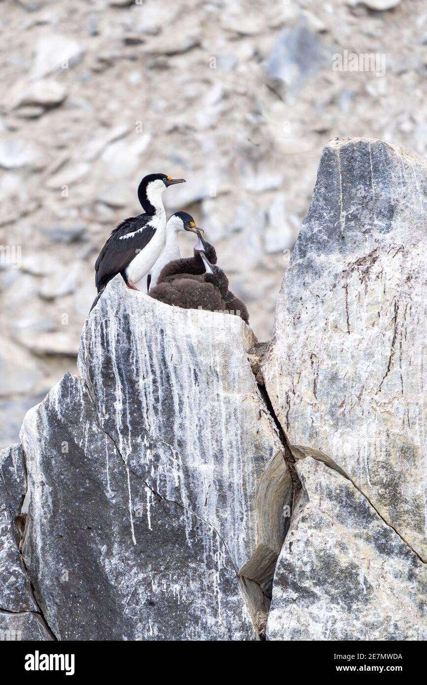 Antarctic Blue-eyed Shag Family on a Rocky Nest Stock Photo - Alamy