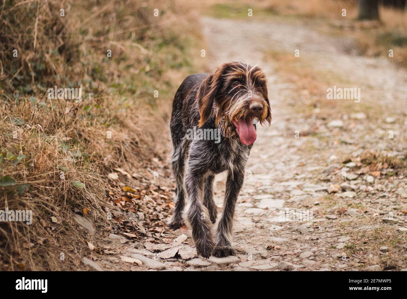 Bohemian Wire-haired Pointing Griffon walks in total wilderness ...