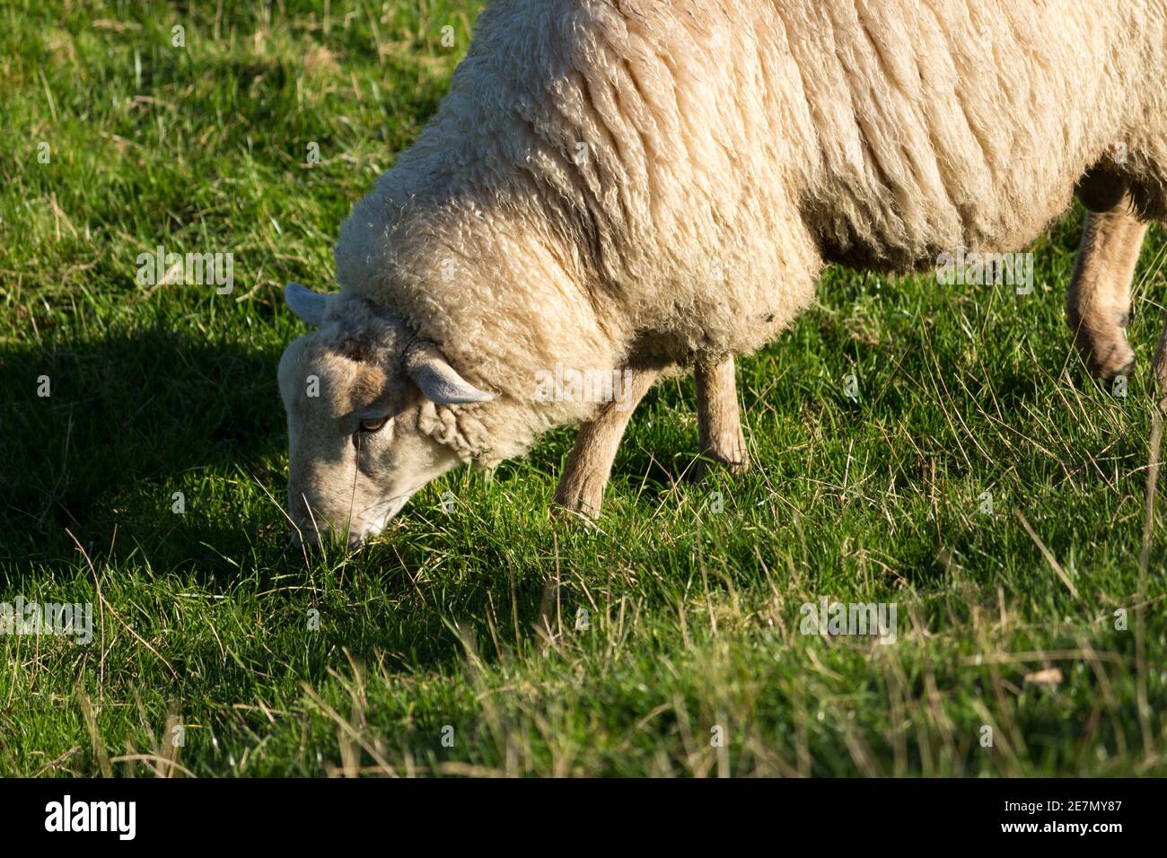 Schaf auf der Wiese - Deichschafe - A white sheep grazing on green ...