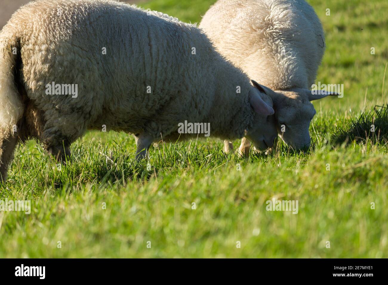 Schaf sommer hi-res stock photography and images - Alamy