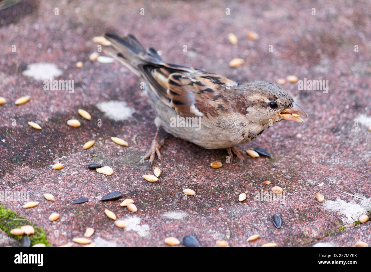 Surface feeding behavior hi-res stock photography and images - Alamy