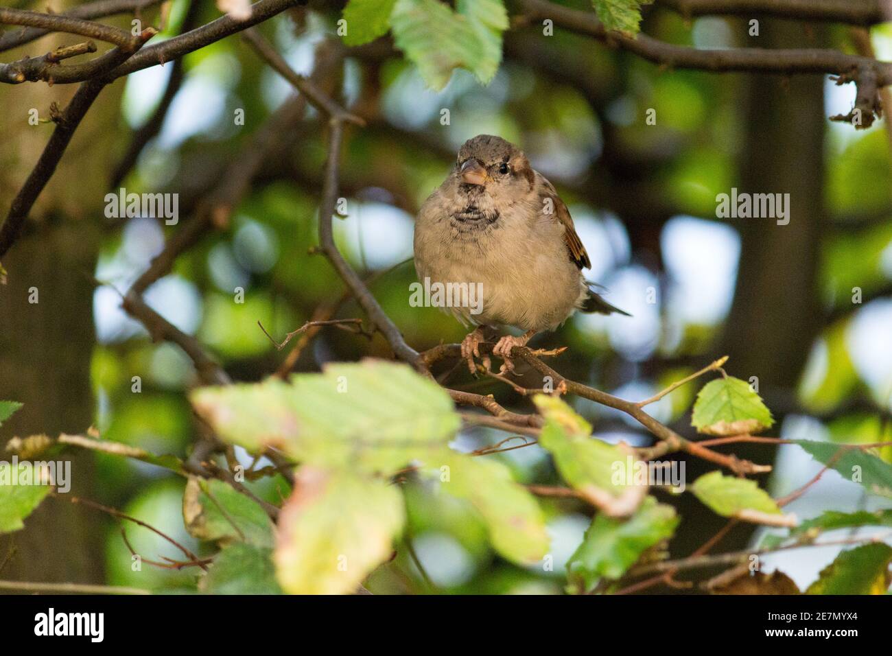 Spatzen hi-res stock photography and images - Alamy