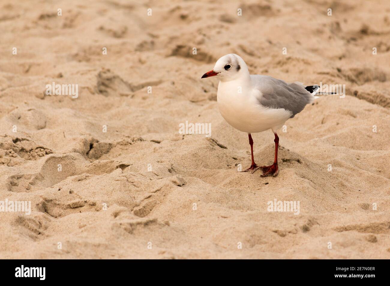 A black-headed gull stands on a sandy beach, its red legs and delicate ...