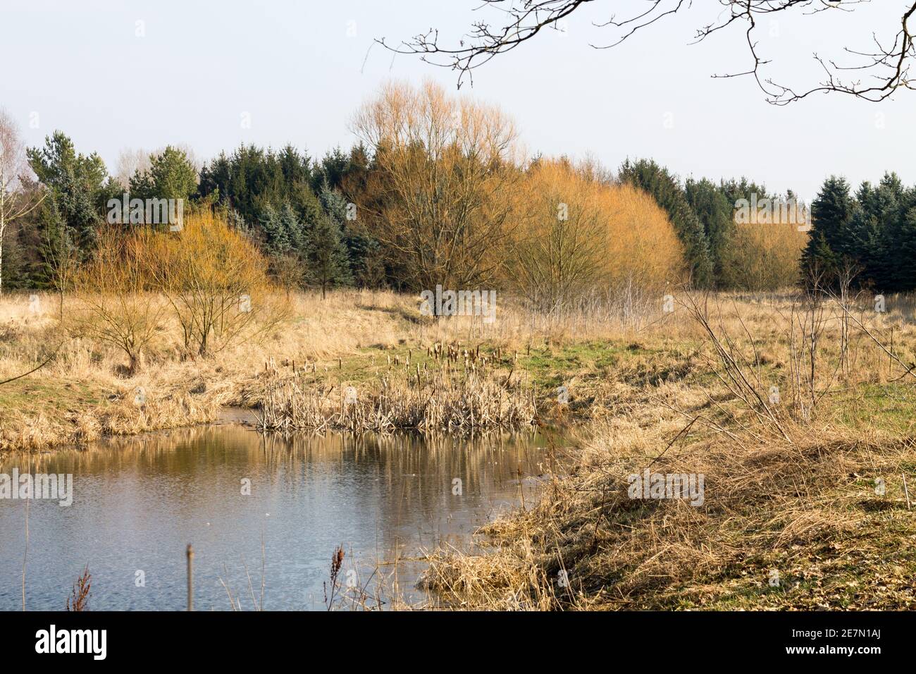 Heide bei Berlin - A serene countryside scene with a tranquil pond ...