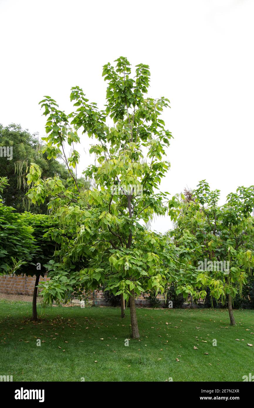 Catalpa tree plant in nature on green grass. Landscaping tree in ...