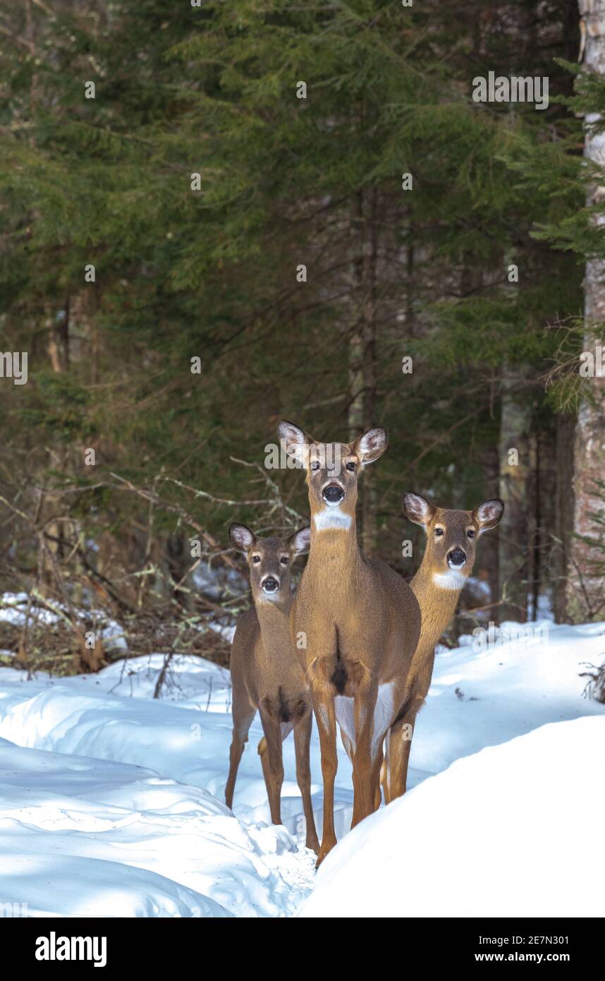 Three white-tailed deer in northern Wisconsin Stock Photo - Alamy
