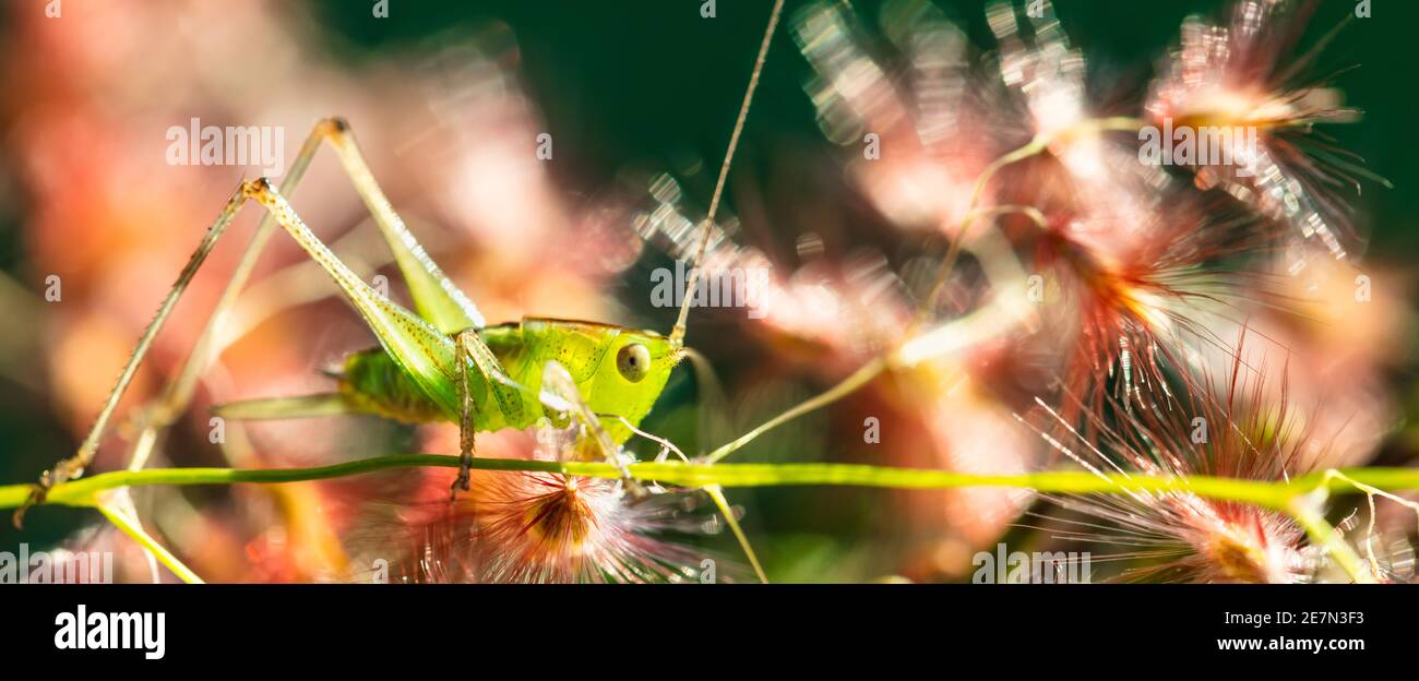 Closeup macro focus shot of a small cricket sitting on a plant Stock ...
