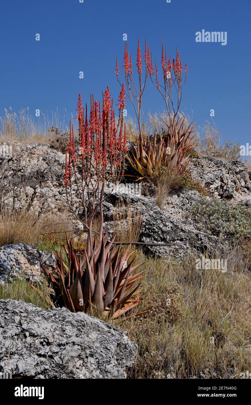 Namibia: Flora at the boarder of the Etosha salt pans Stock Photo - Alamy