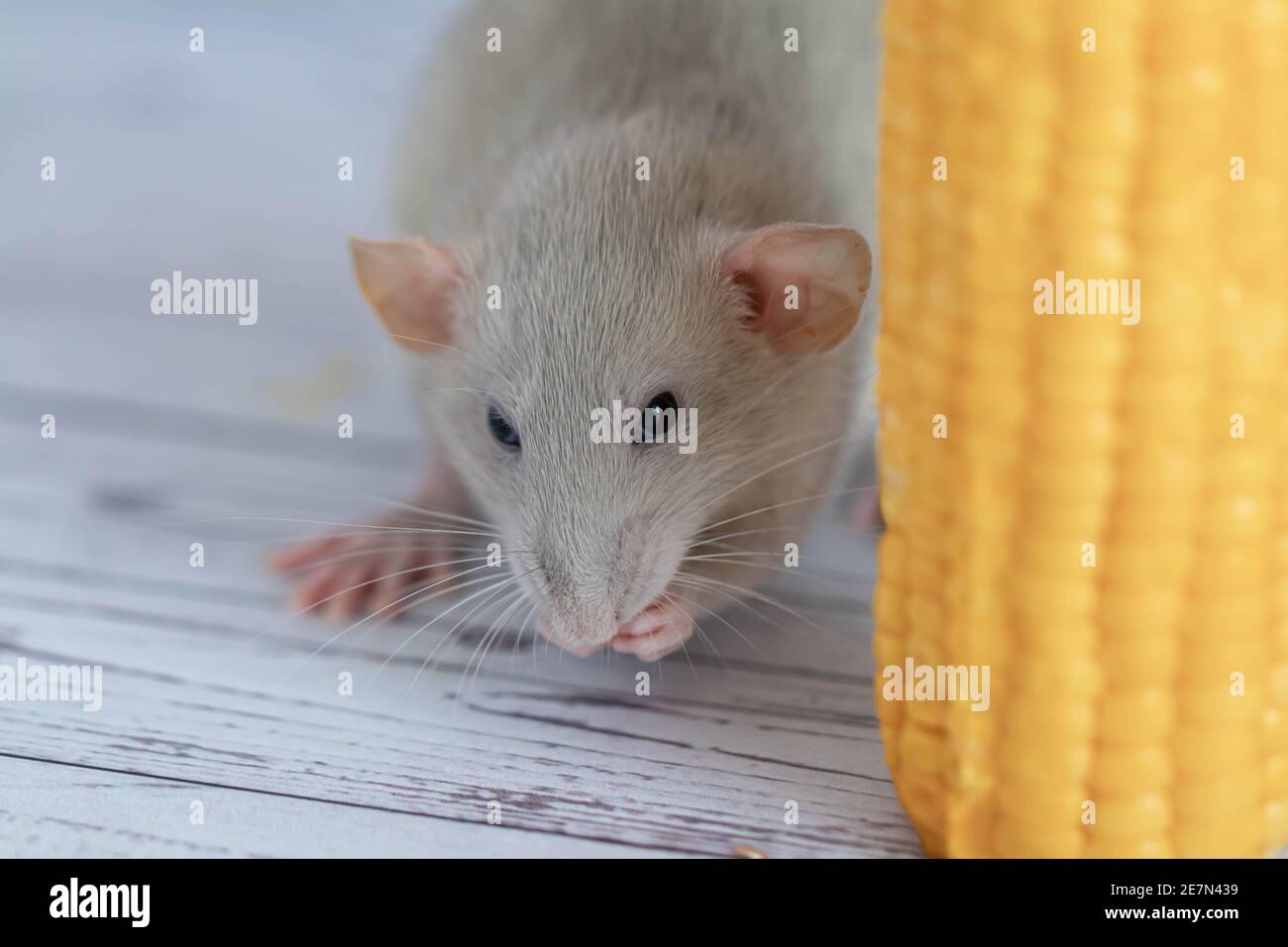 Experiment on rats hi-res stock photography and images - Alamy