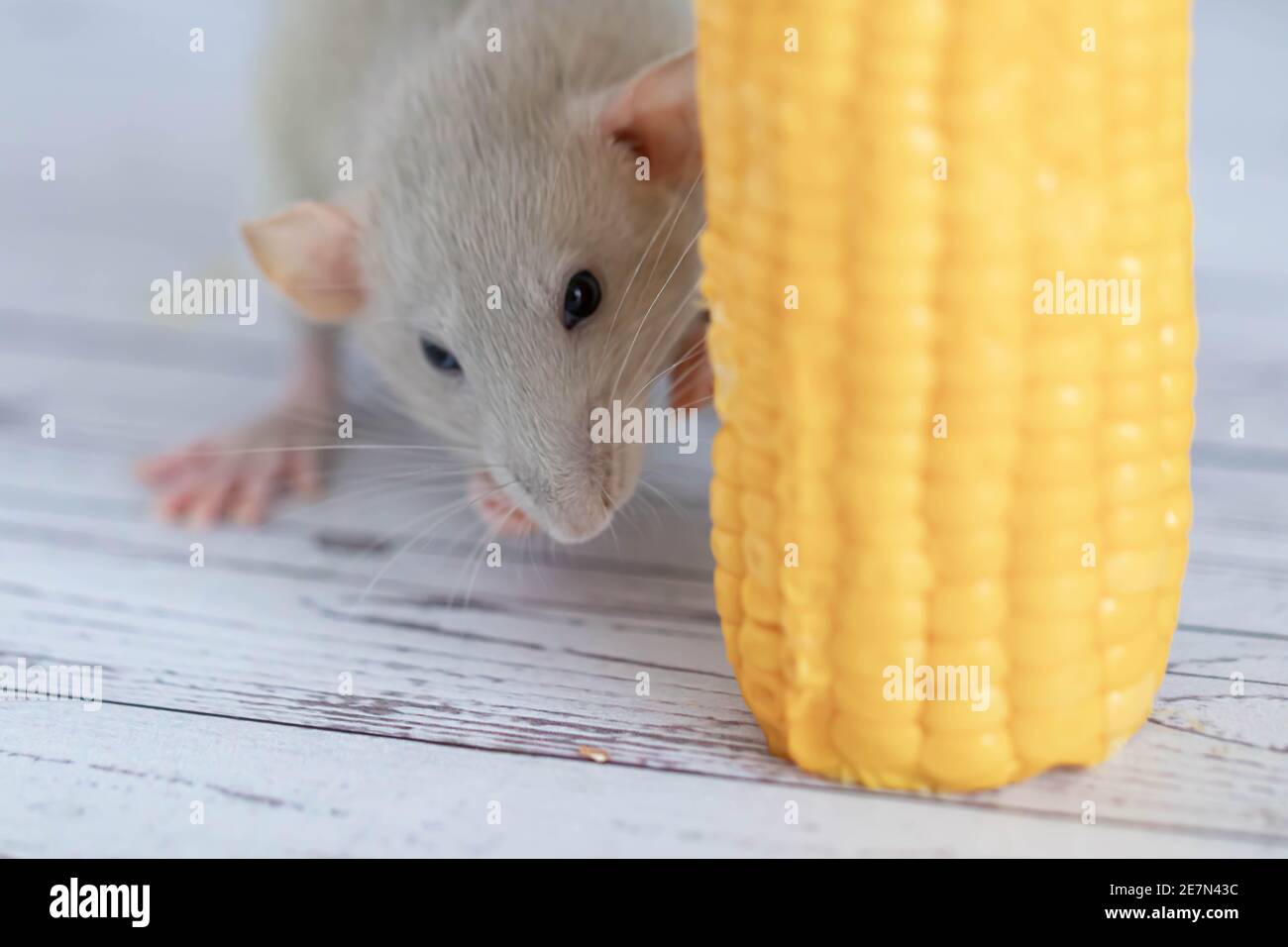 Decorative grey cute rat eating yellow ripe corn on the cob. Rat close ...