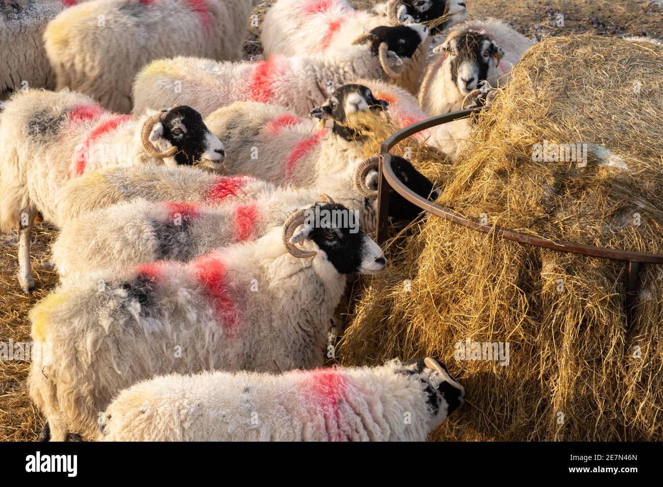 Swaledale ewes eating hay from a feeder Stock Photo - Alamy